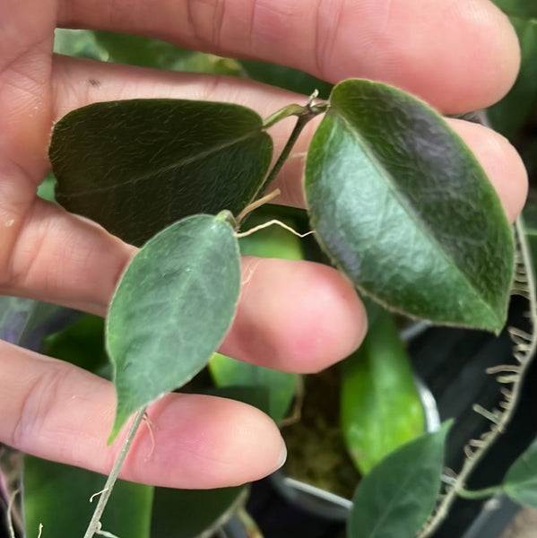 Hoyas for Sale – Plants Wake You Up