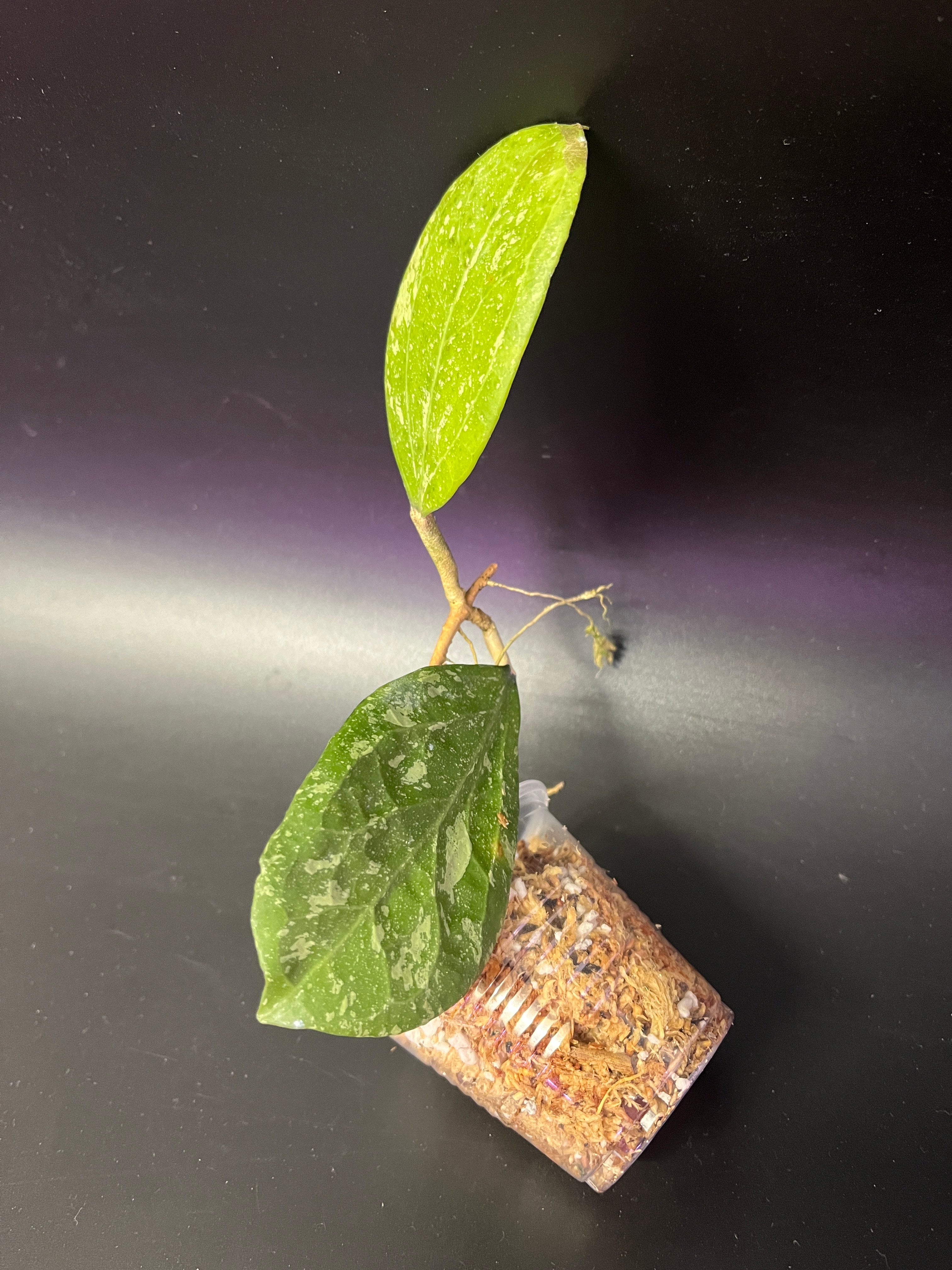 Hoya ‘Michele’ - unrooted – Plants Wake You Up