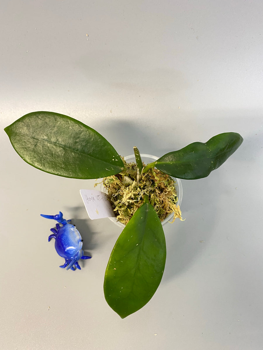 Hoya UT-036 West Timor - rooted – Plants Wake You Up