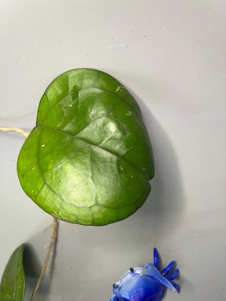 Hoya cv Ricardo - fresh cut - 1 node - Unrooted – Plants Wake You Up