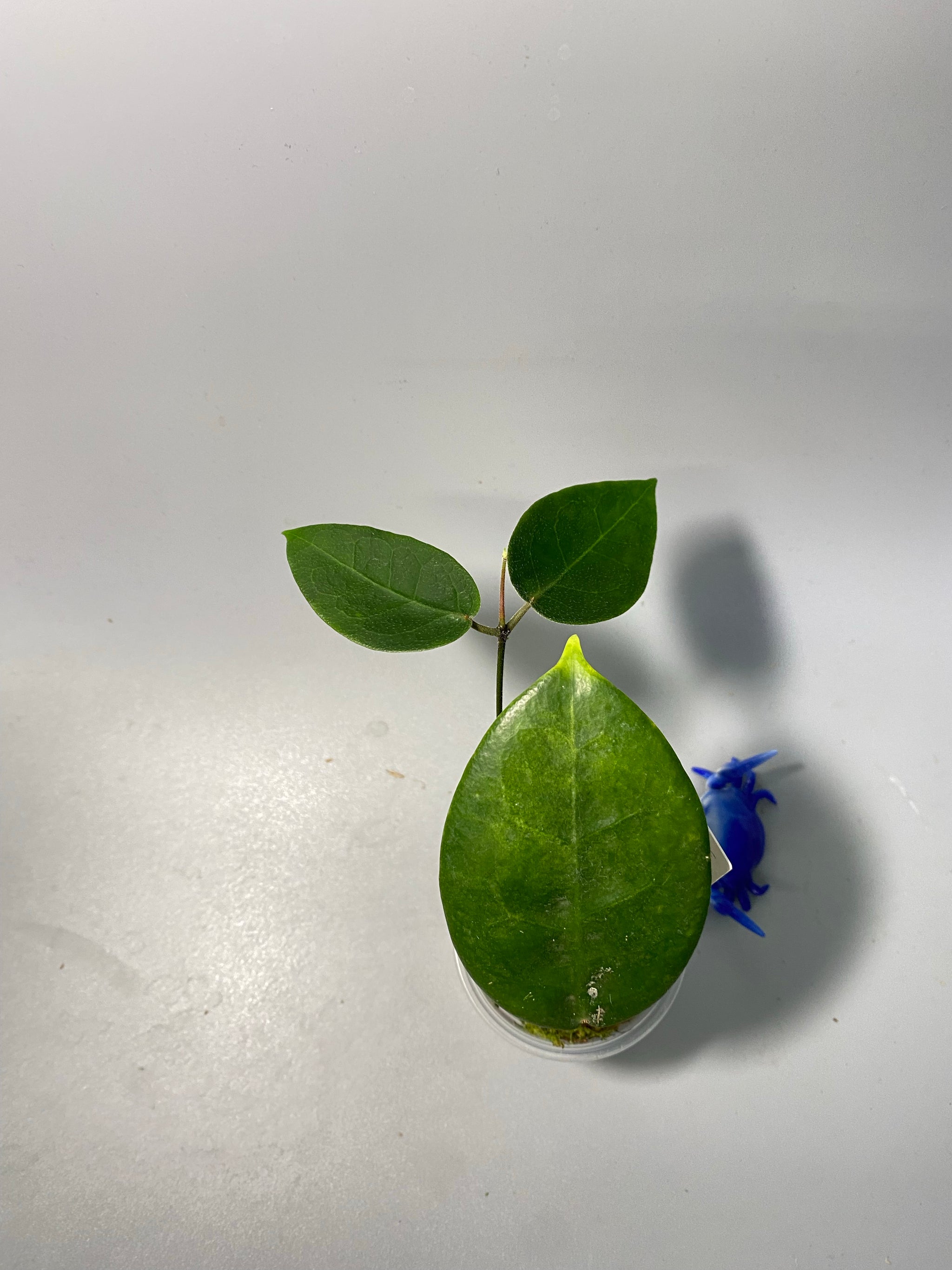 Hoya megalaster - active growth – Plants Wake You Up