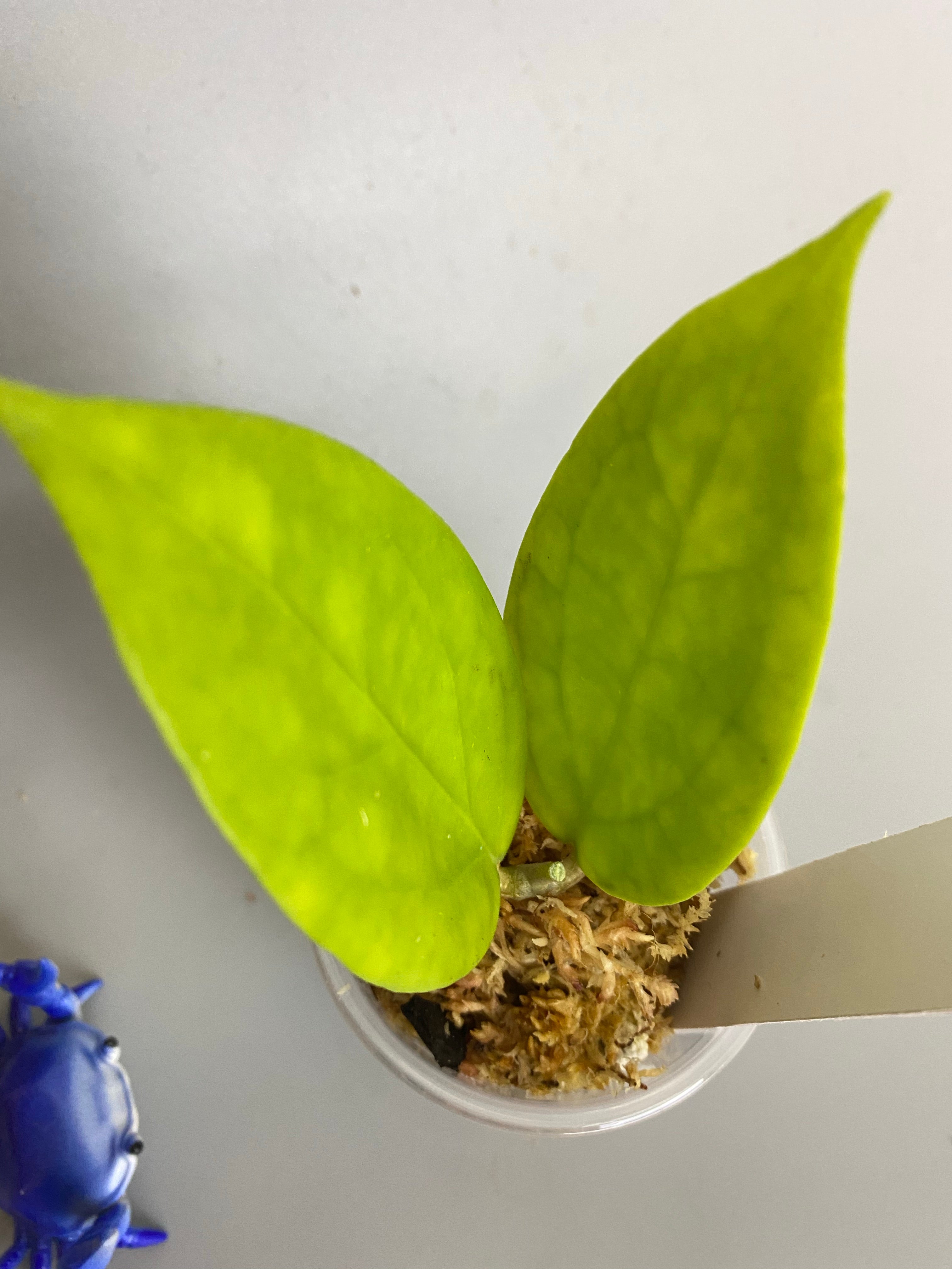Hoya surisa (nicholsoniae x cv golden eye) - unrooted – Plants Wake You Up