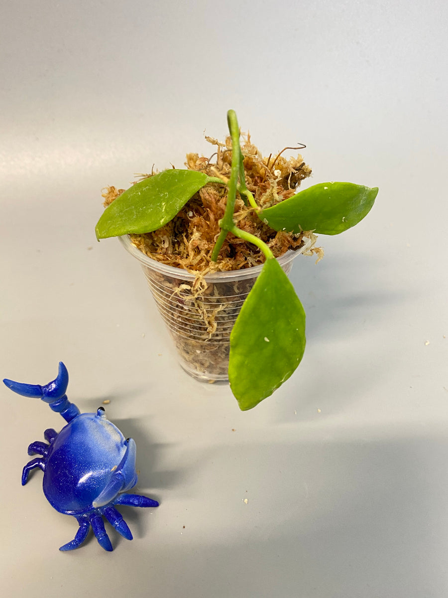 Hoya diptera fiji - just starting to root – Plants Wake You Up