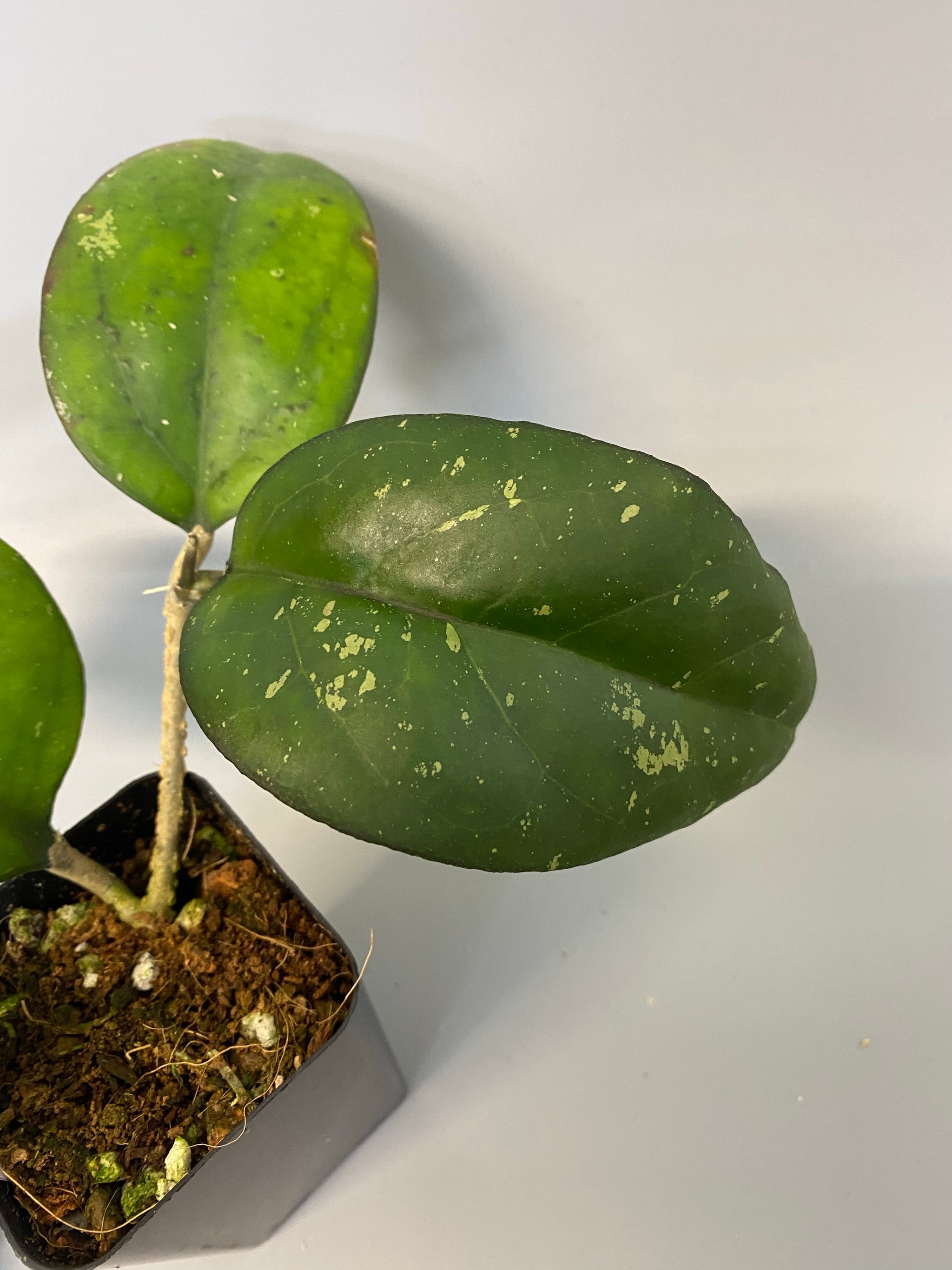 Hoya cv Joy - with active growth – Plants Wake You Up