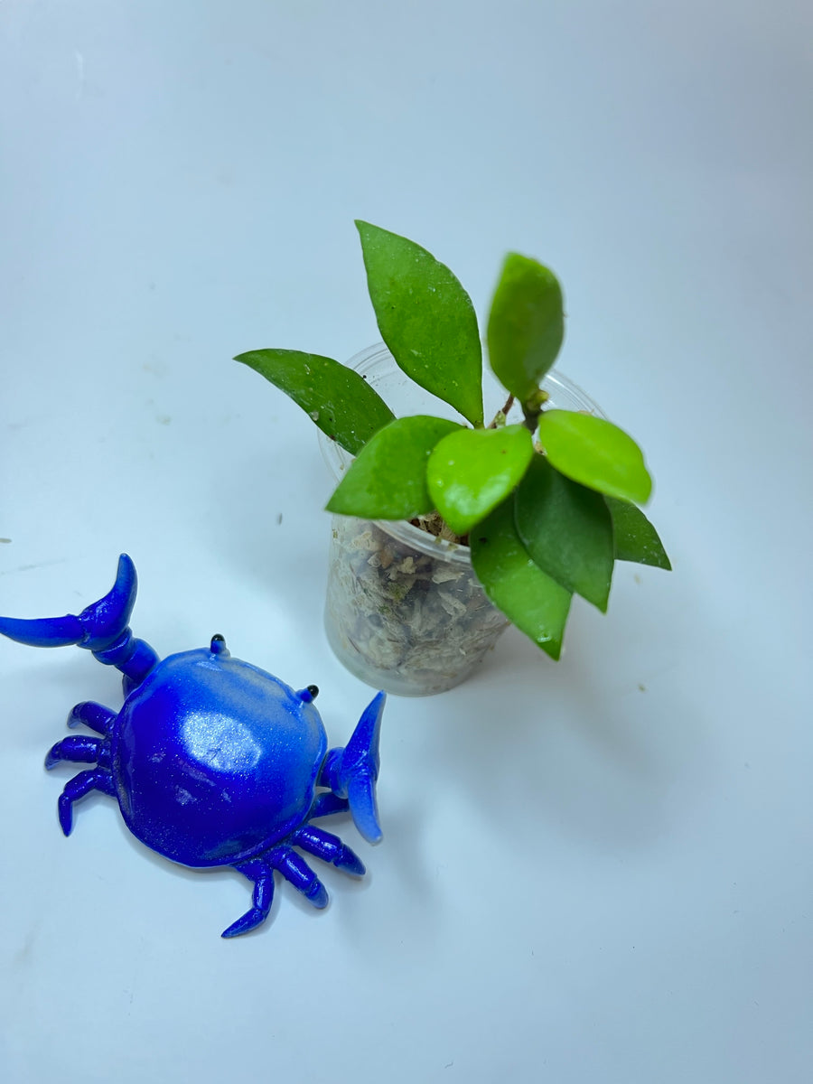 Hoya mini pixie - Unrooted – Plants Wake You Up