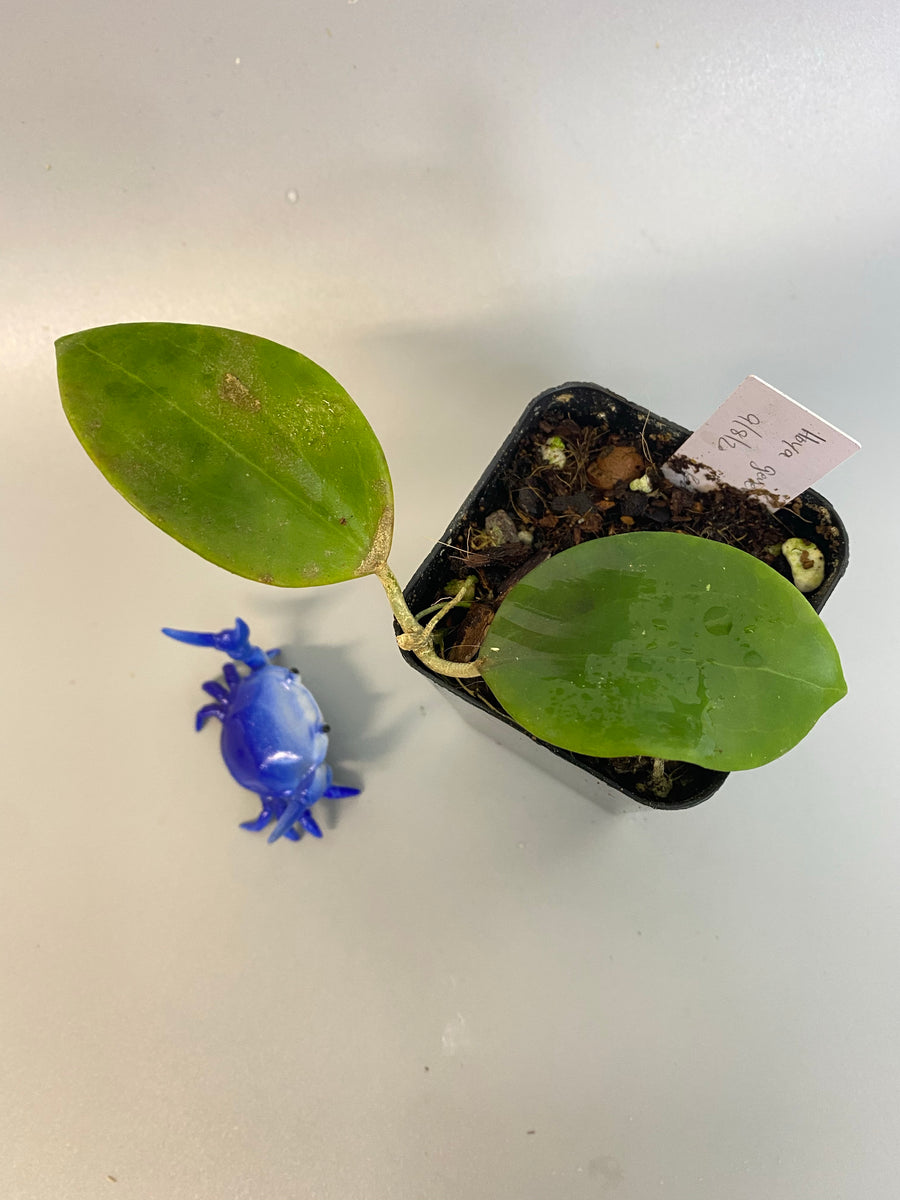 Hoya Genieve - rooted – Plants Wake You Up