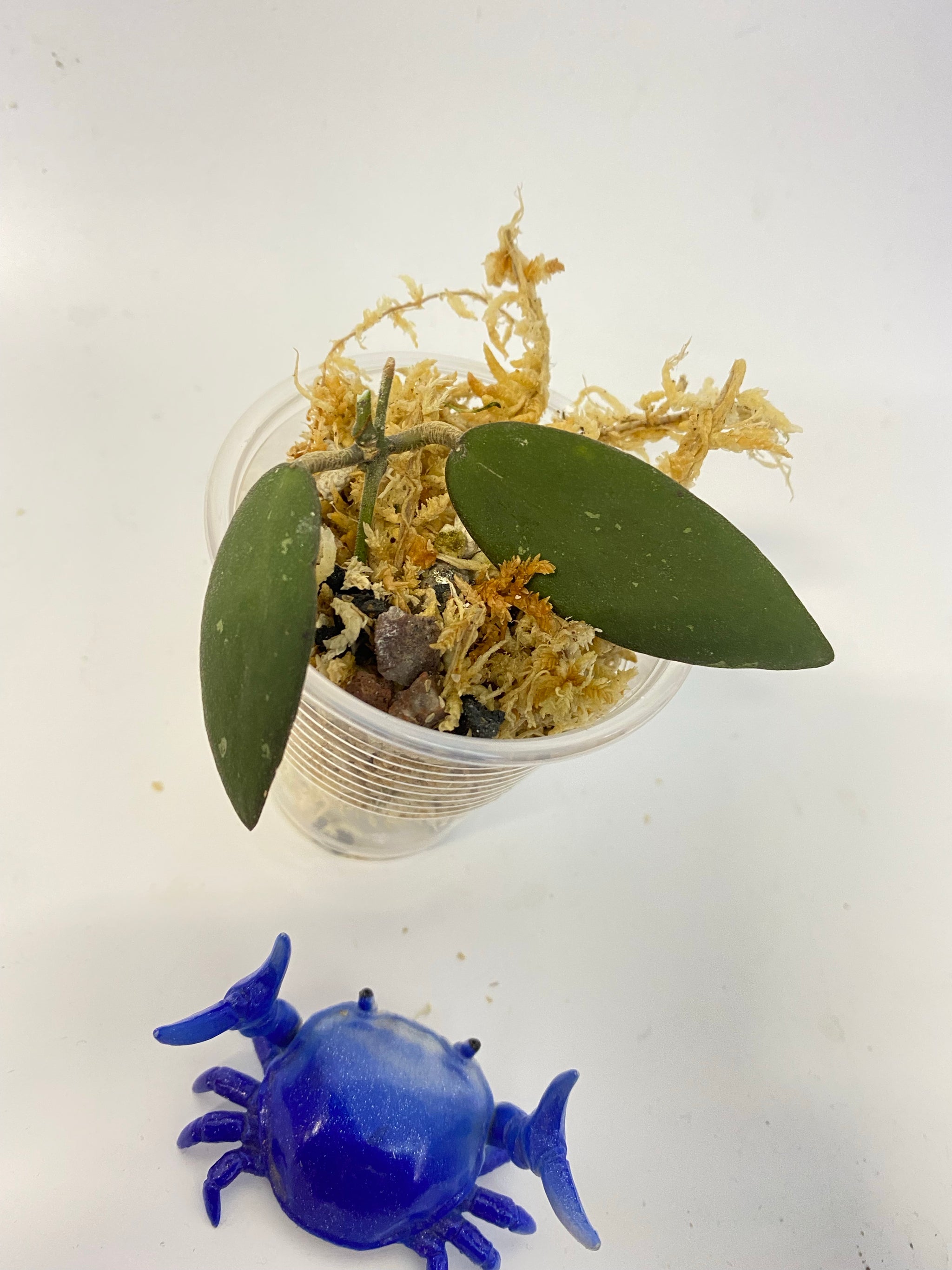 Hoya sabah dragonfly epc 960 - Unrooted – Plants Wake You Up