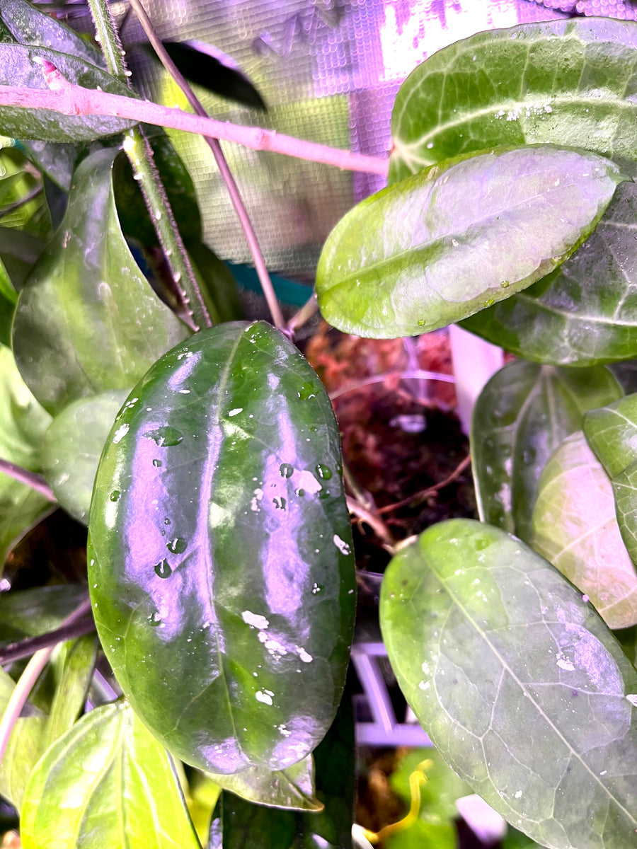 Hoya ‘perfection’ MB001 x ‘noelle’ - fresh cut 2 leaves / 1 node - unr ...