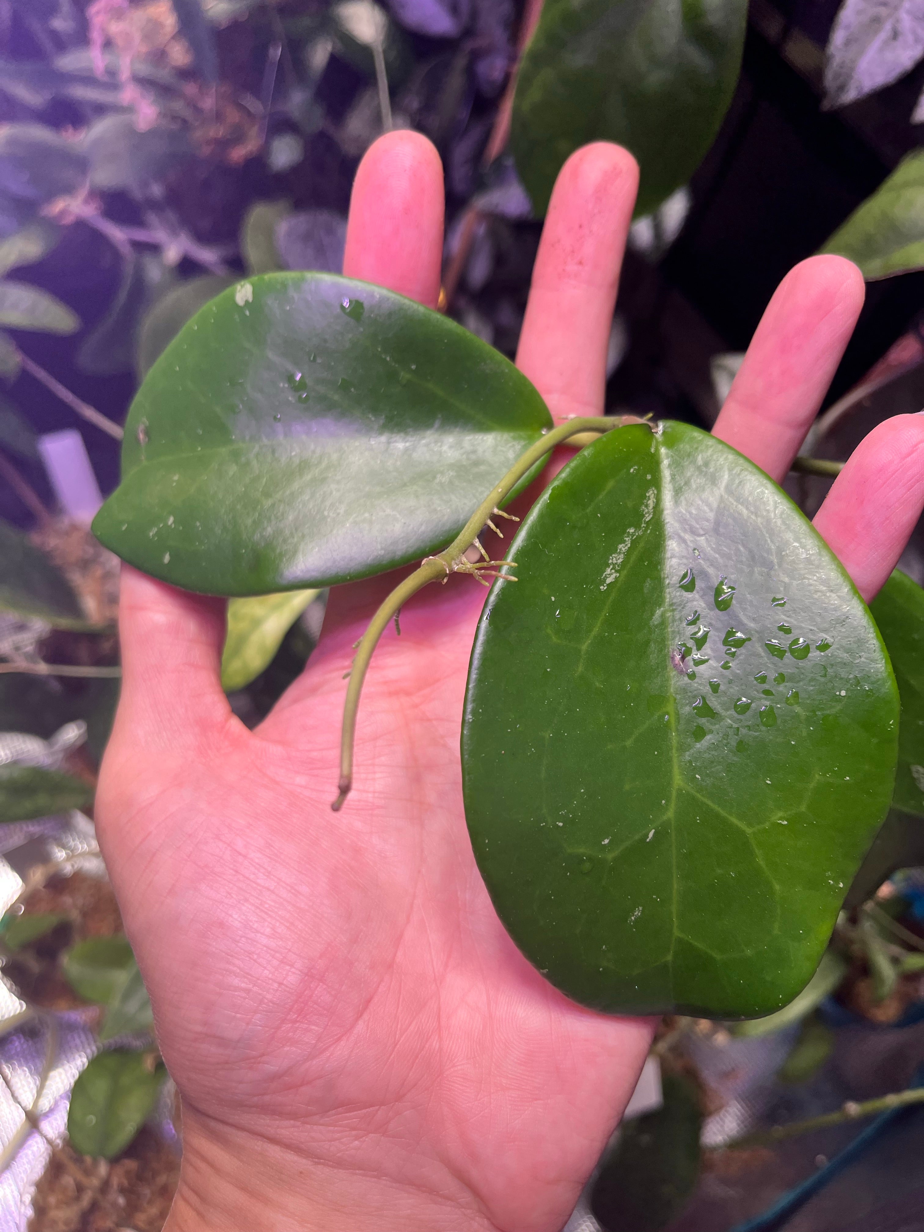 Hoya cv wonder fresh cut - Unrooted – Plants Wake You Up