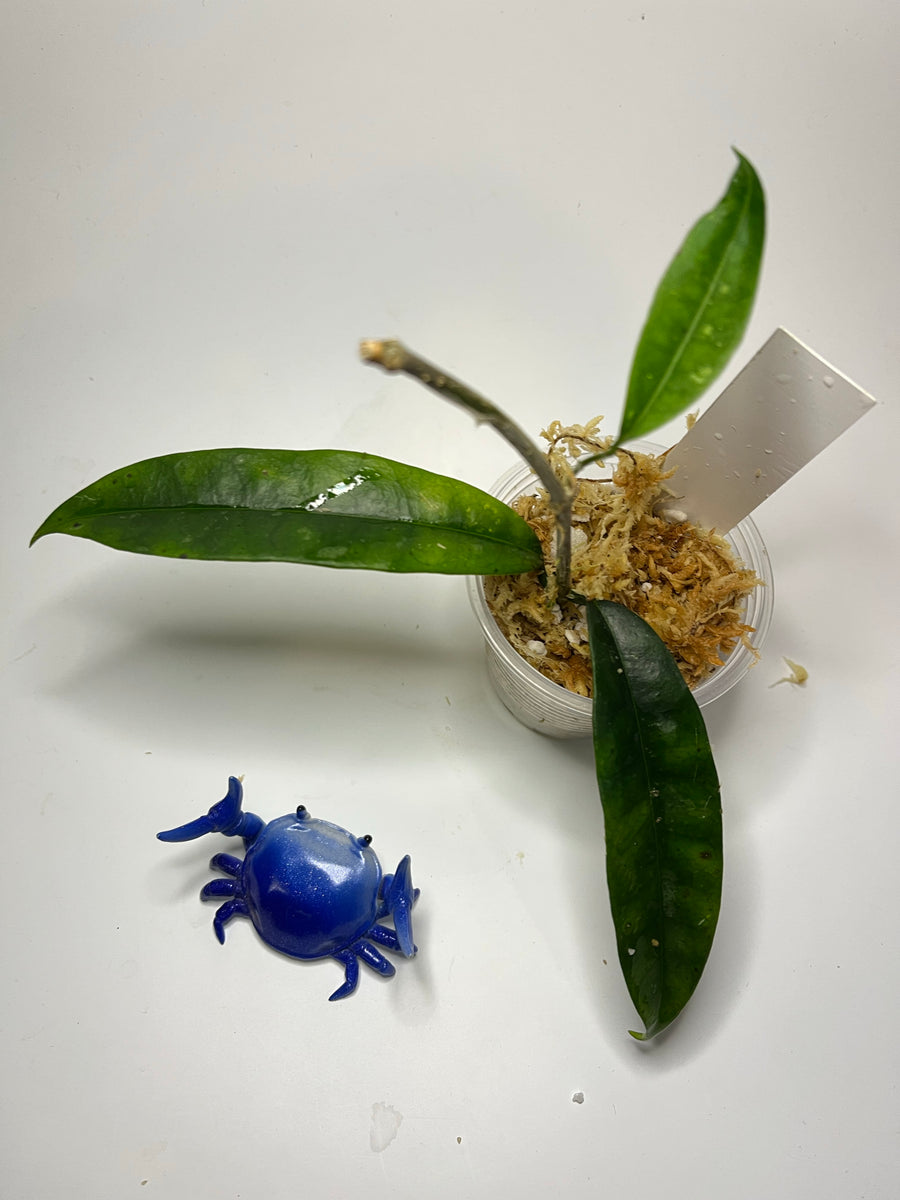 Hoya mappigera yellow corona - Unrooted – Plants Wake You Up