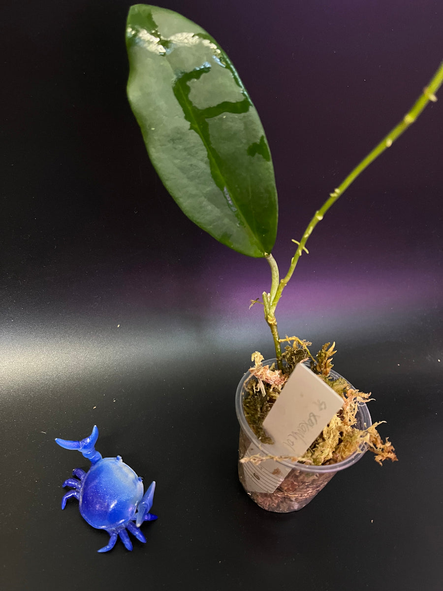 Hoya sp coxanh 001 - unrooted – Plants Wake You Up