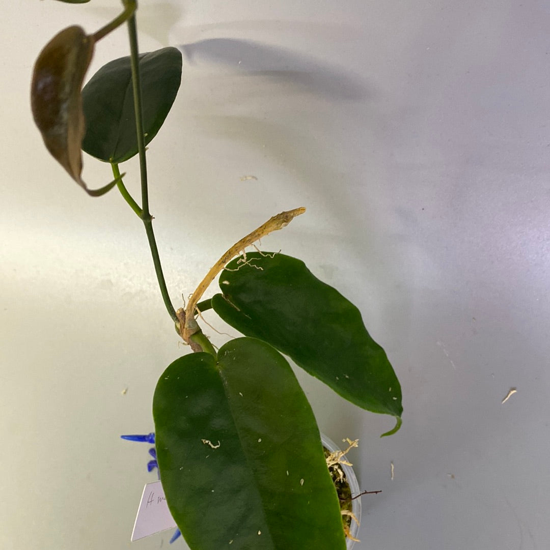 Hoya Macgillivrayi - active growth – Plants Wake You Up