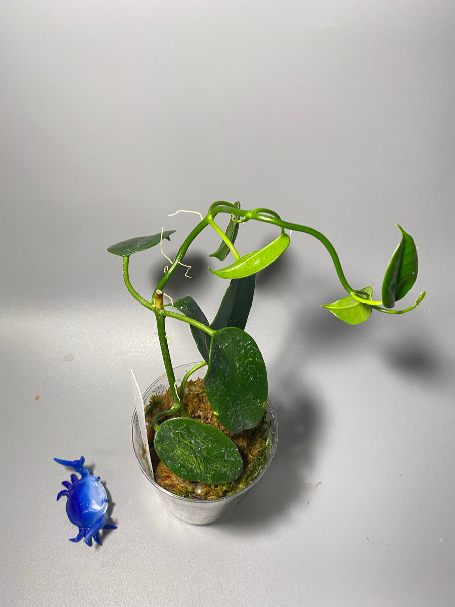 Hoya cv ruthie - active growth – Plants Wake You Up