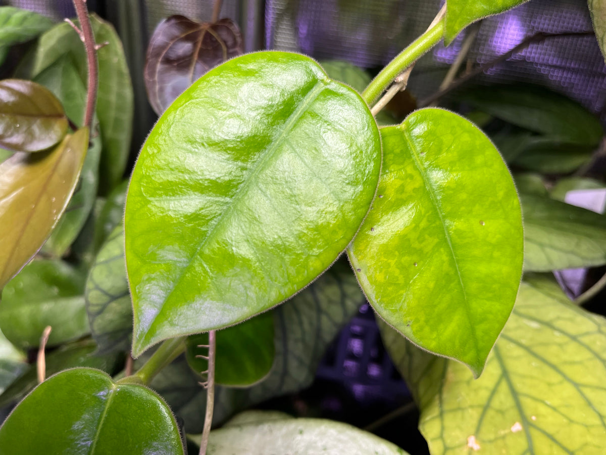Hoya gigas - has large flowers fresh cutting 1 node - Unrooted – Plants ...