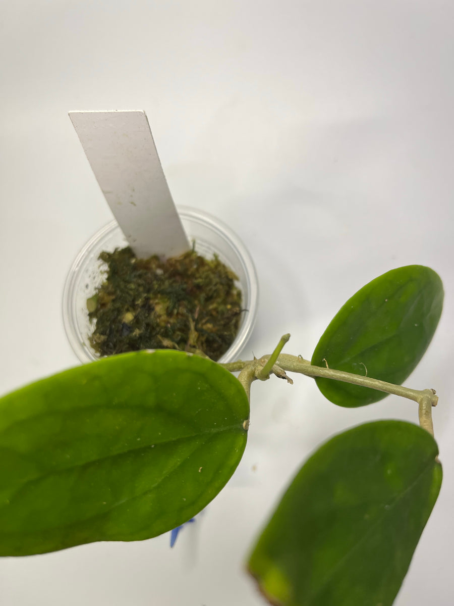 Hoya surisa (nicholsoniae x cv golden eye) - active growth – Plants ...