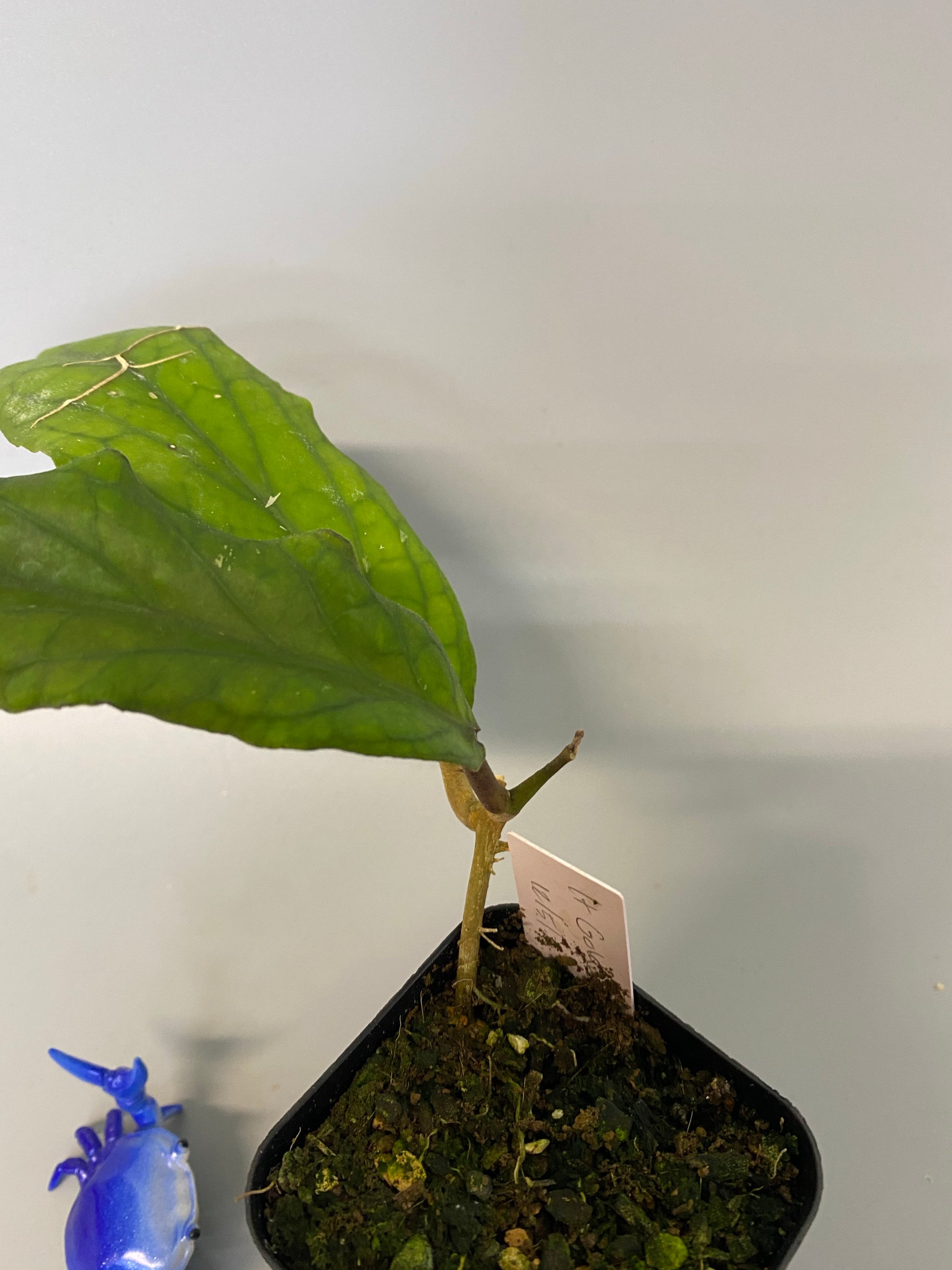 Hoya cv golden eye - active growth – Plants Wake You Up