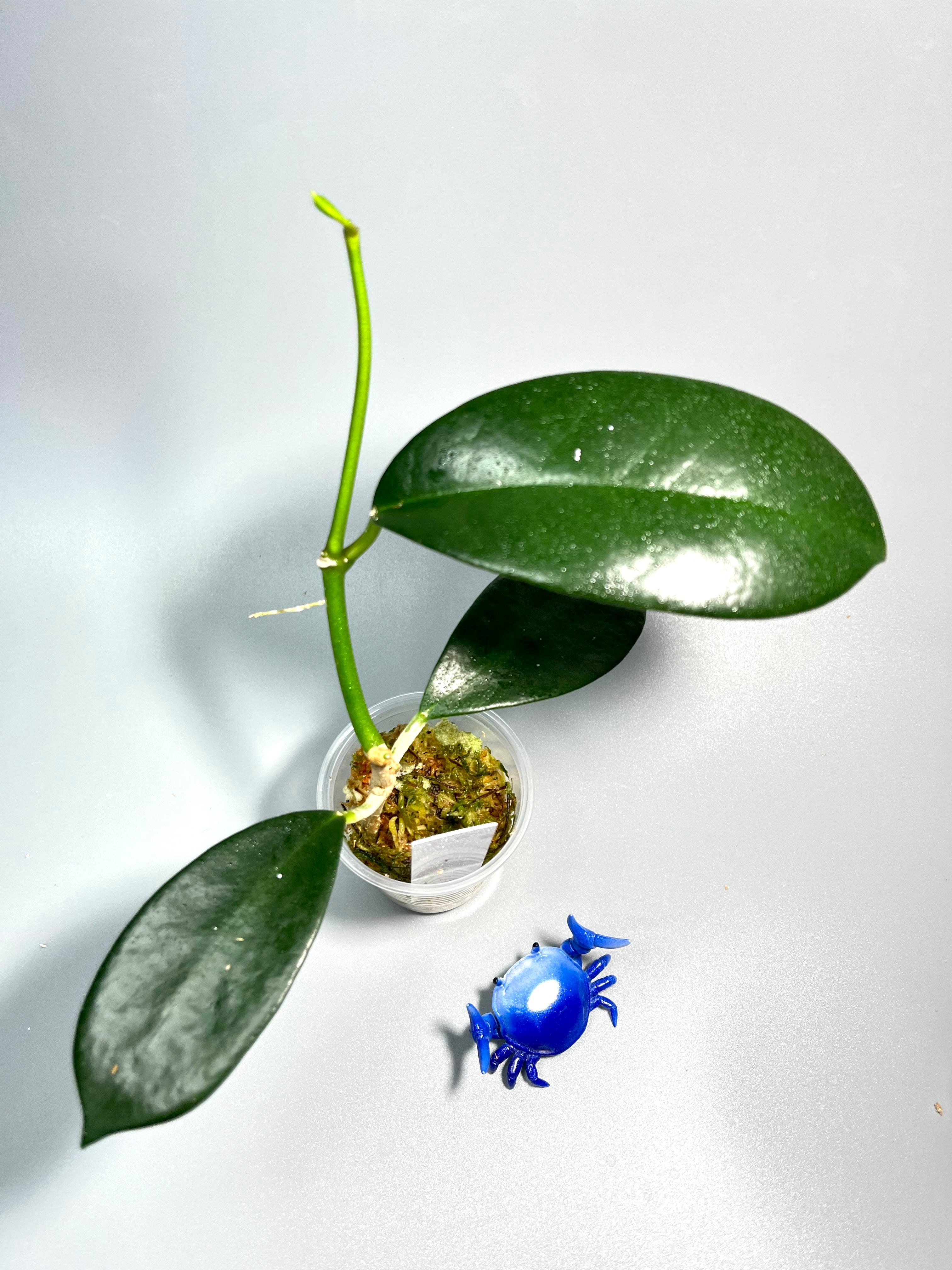 Hoya UT-036 West Timor - active growth – Plants Wake You Up