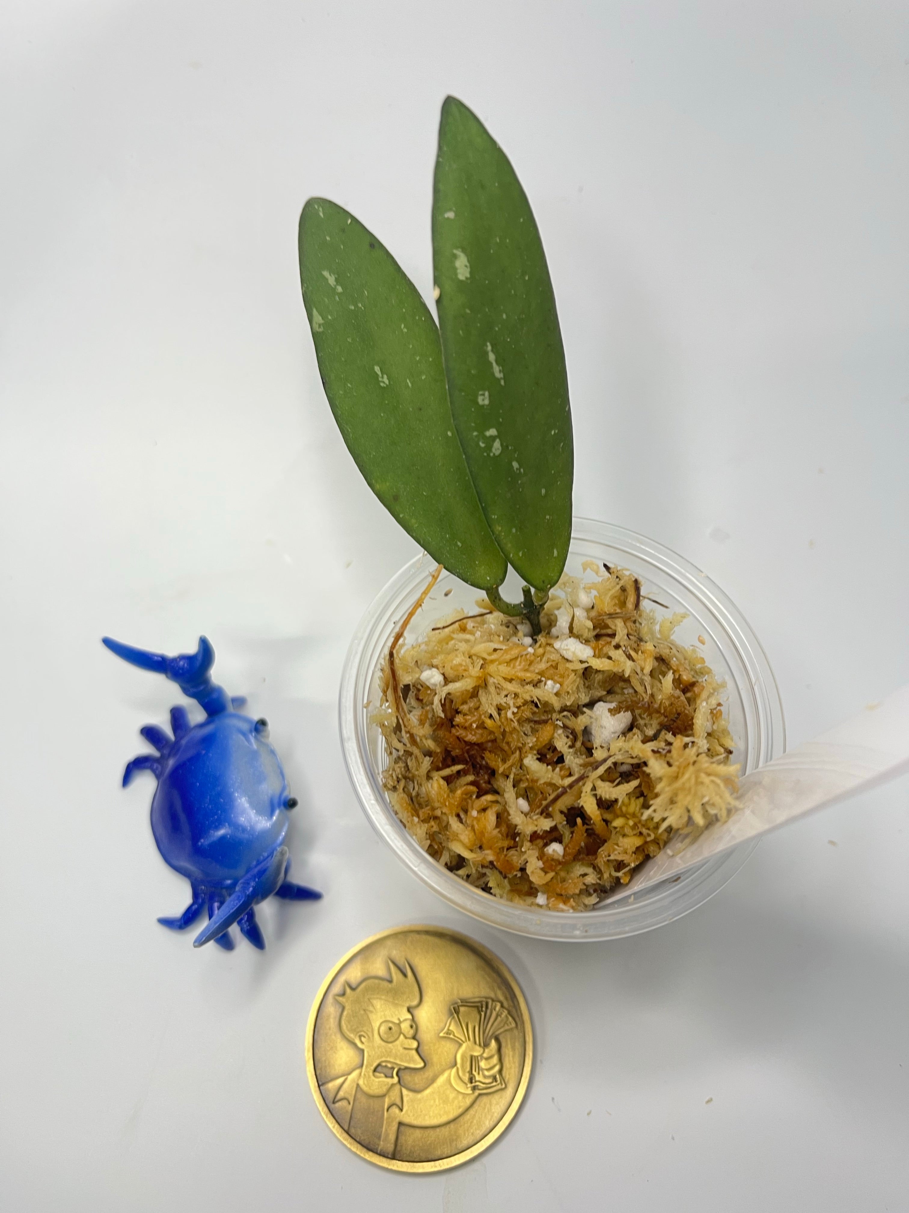 Hoya sabah dragonfly epc 960 - Unrooted – Plants Wake You Up