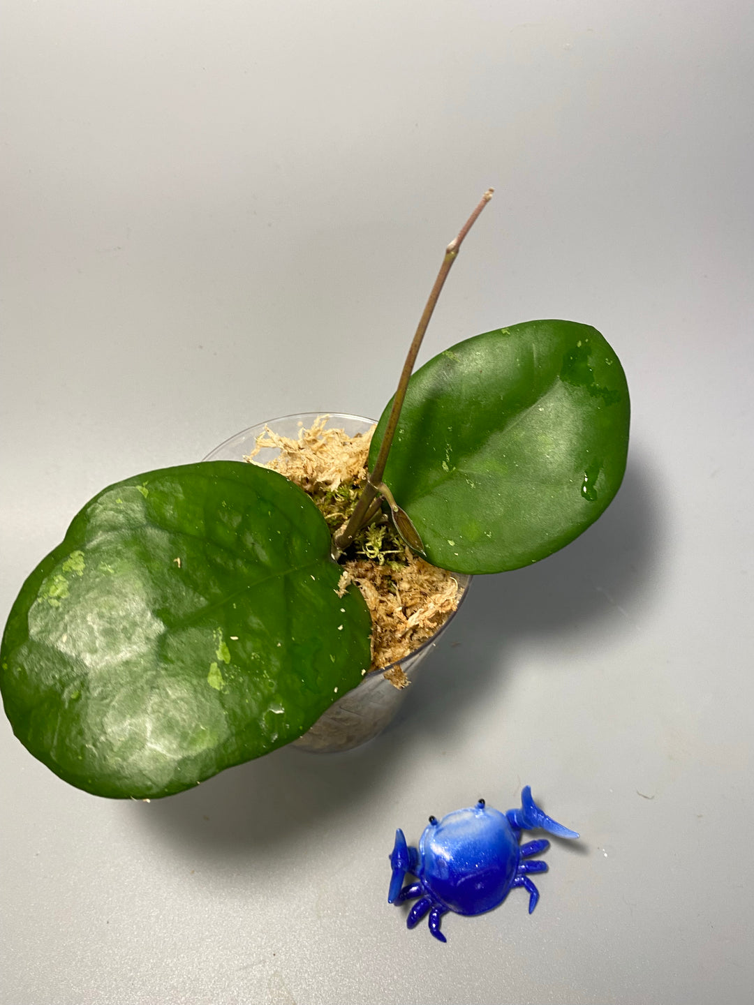 Hoya cv Ricardo - active growth – Plants Wake You Up