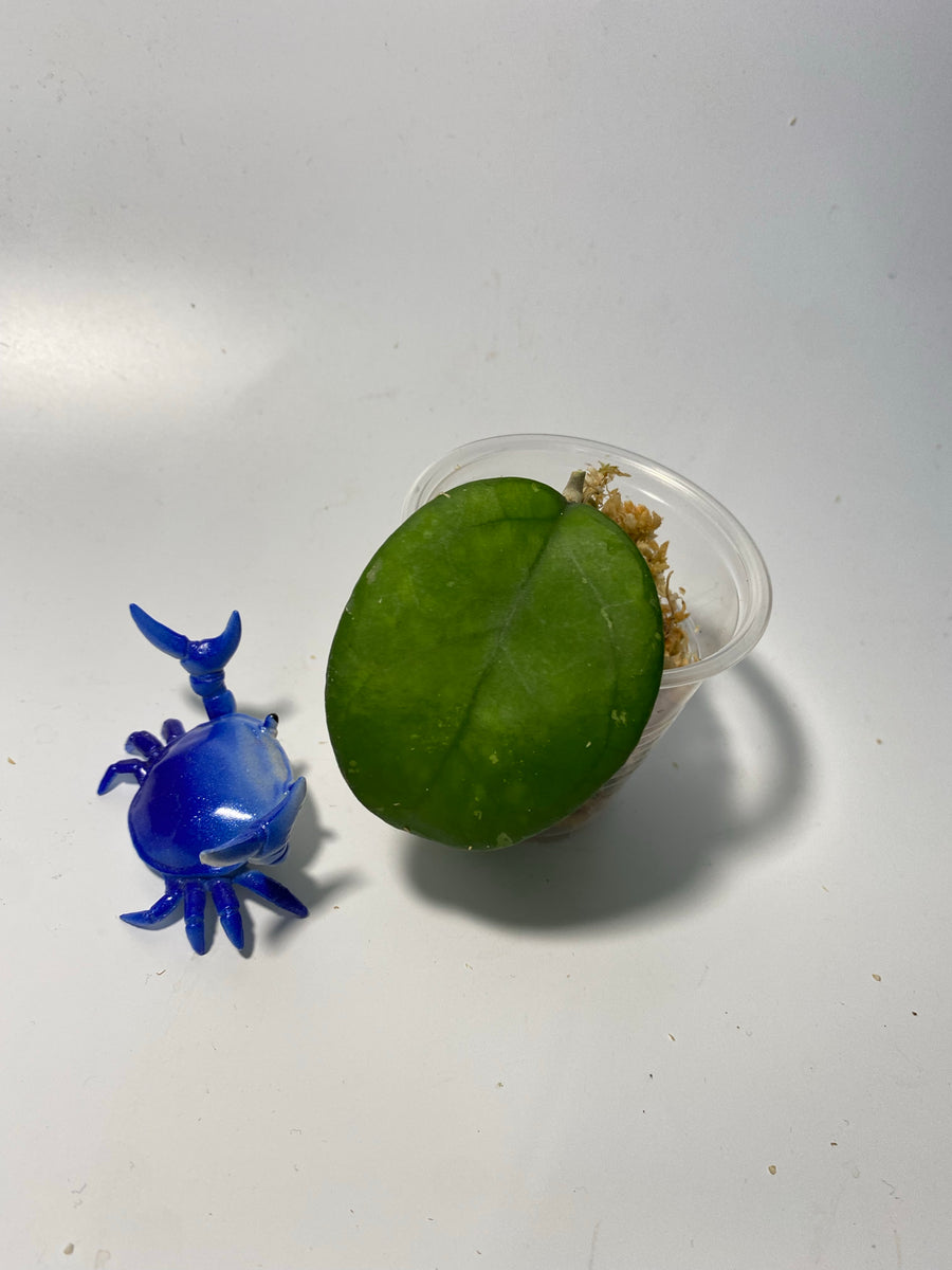 Hoya cv Ricardo - starting to root – Plants Wake You Up