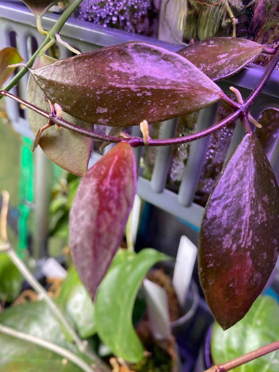 Hoya inconspicua - fresh cutting 2 nodes – Plants Wake You Up