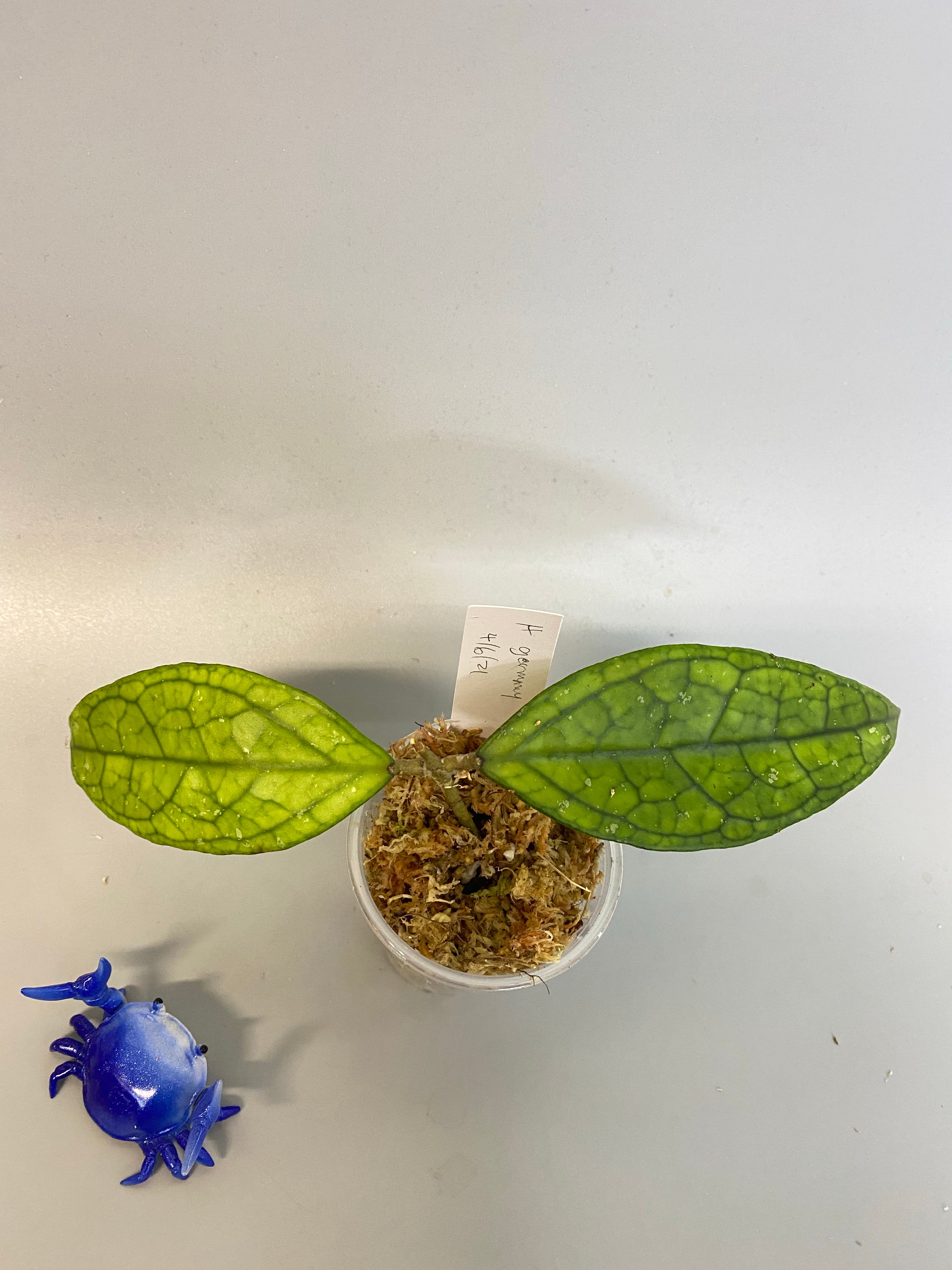 Hoya Germany - Unrooted fresh cutting – Plants Wake You Up