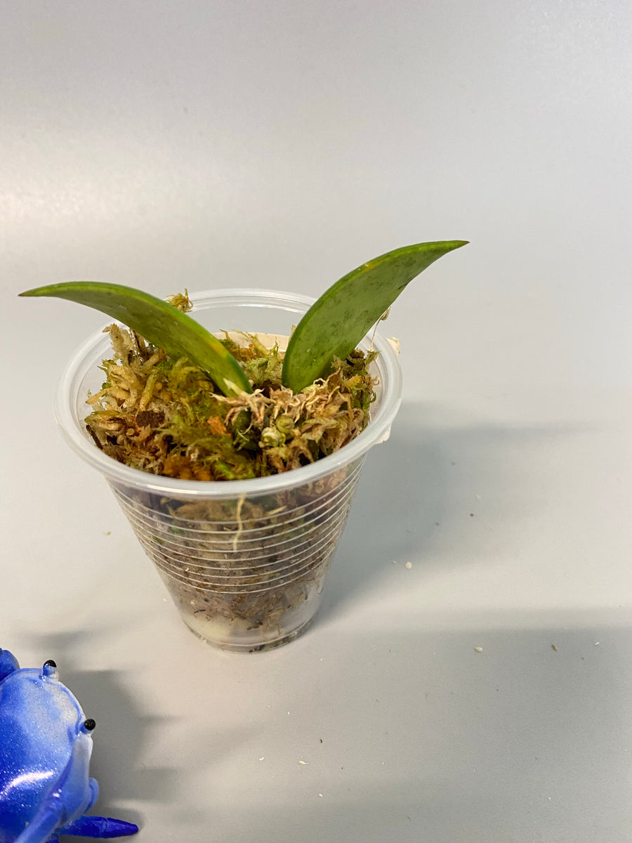Hoya revoluta - rooted – Plants Wake You Up