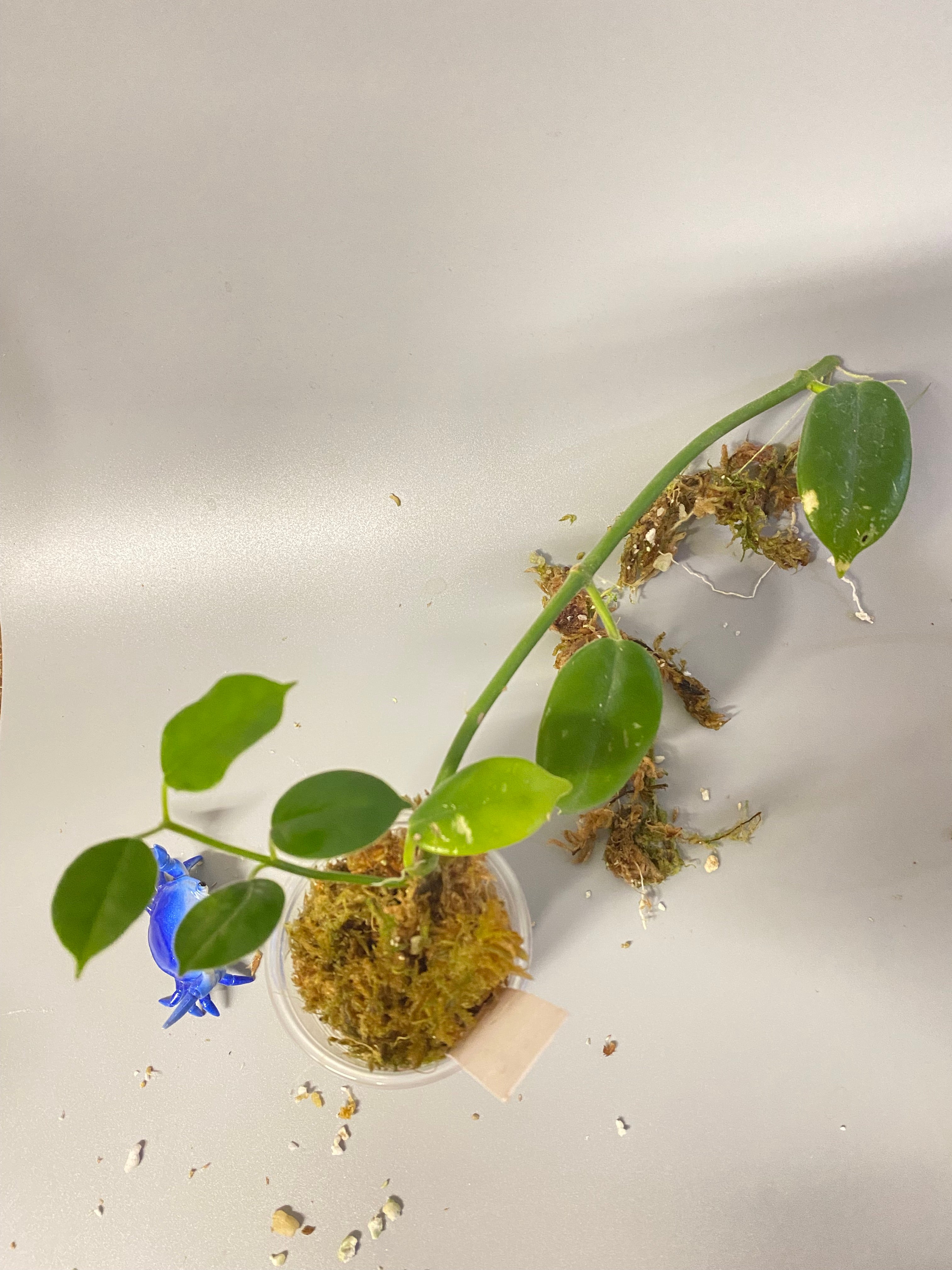 Hoya cv optimistic - active growth – Plants Wake You Up