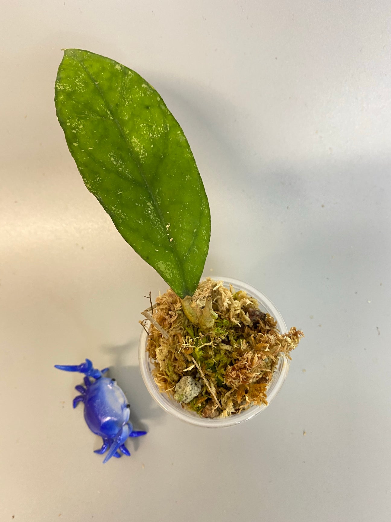 Hoya bahoi - new growth – Plants Wake You Up