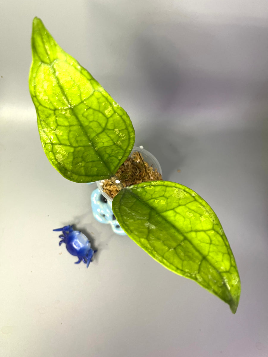 Hoya sp Germany - Unrooted – Plants Wake You Up