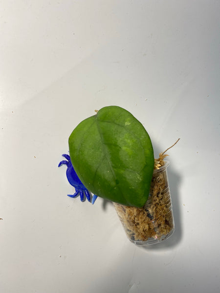 Hoya cv Ricardo - starting to root – Plants Wake You Up