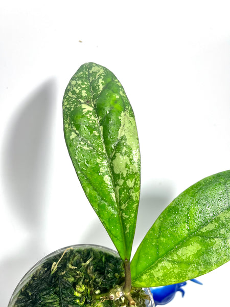 Hoya cv blessing - active growth – Plants Wake You Up