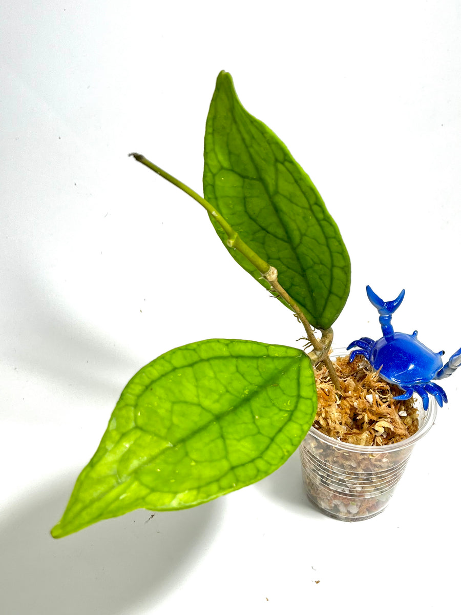 Hoya sp Germany - Unrooted – Plants Wake You Up