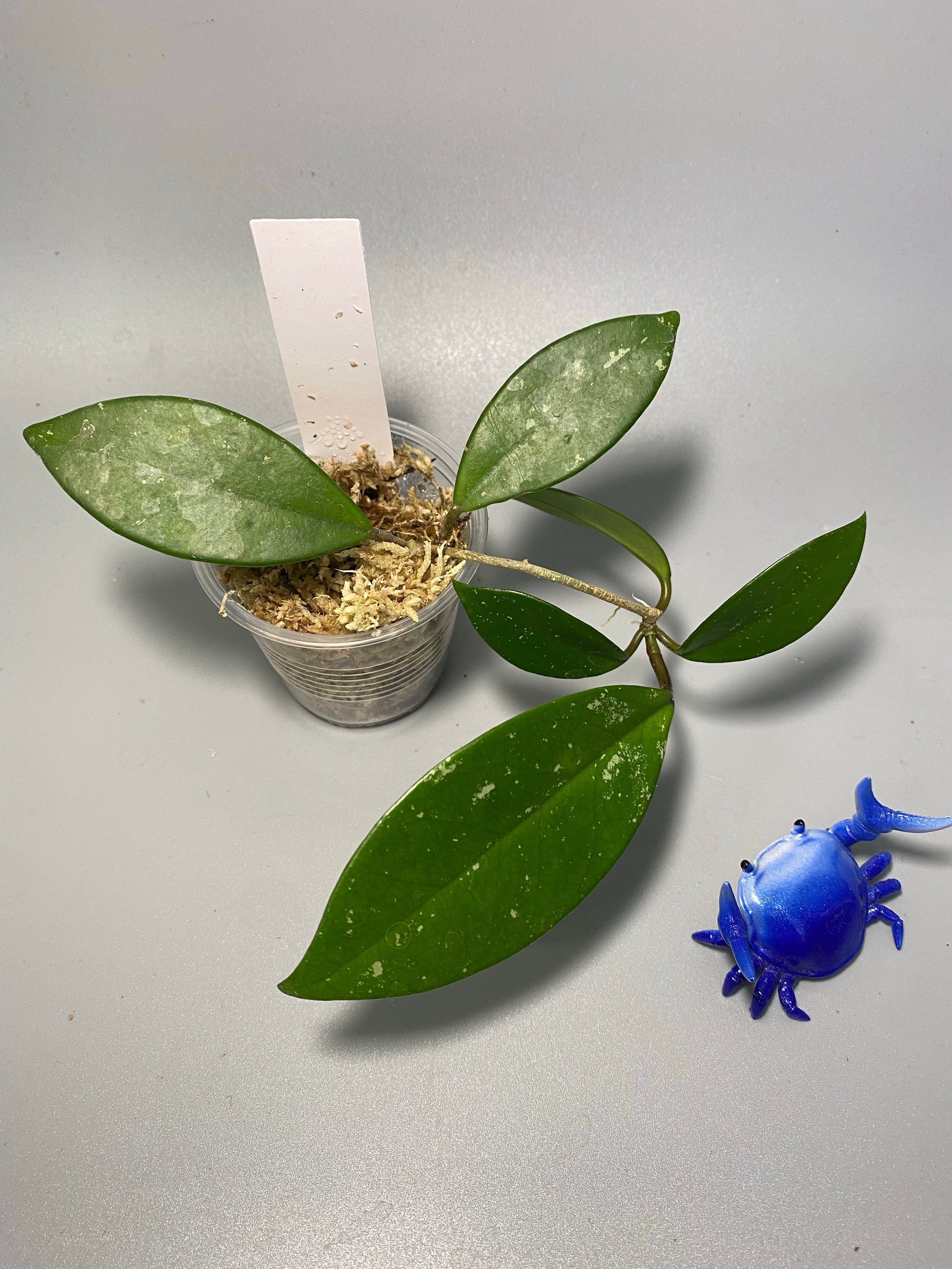 Hoya cv crystal - Unrooted – Plants Wake You Up